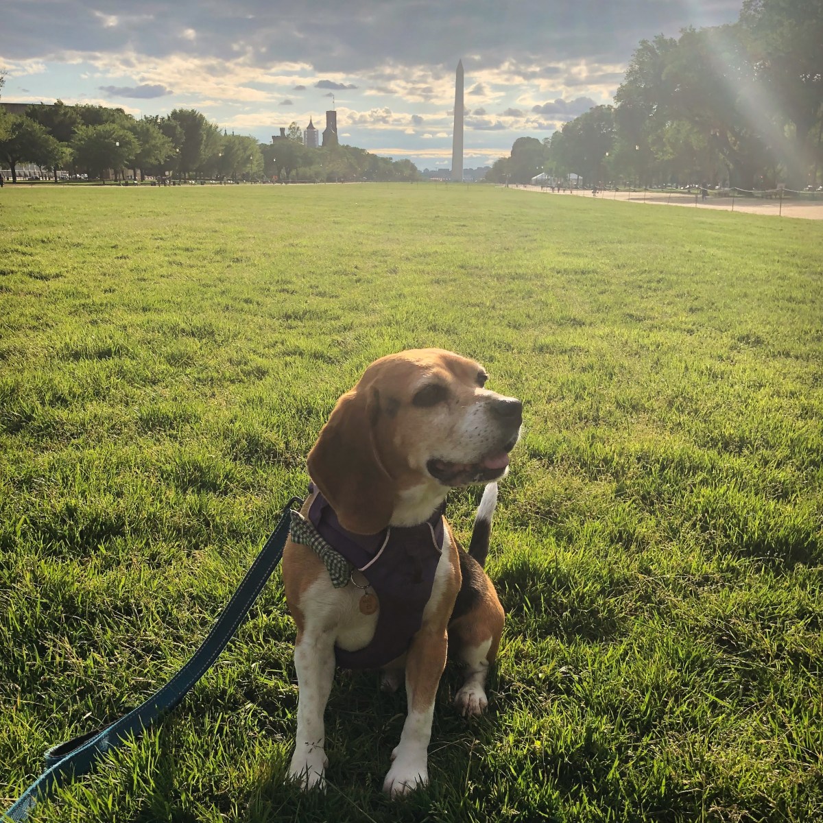 Contact – Sara Rice